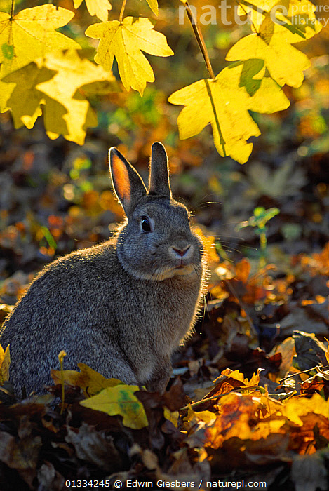 Stock photo of RF- European Rabbit (Oryctolagus cuniculus) in woodland ...