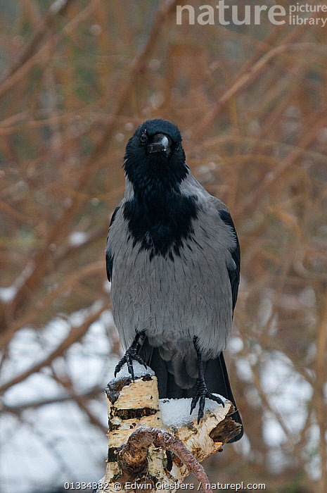 Stock photo of Hooded Crow (Corvus cornix) perched in winter woodland ...