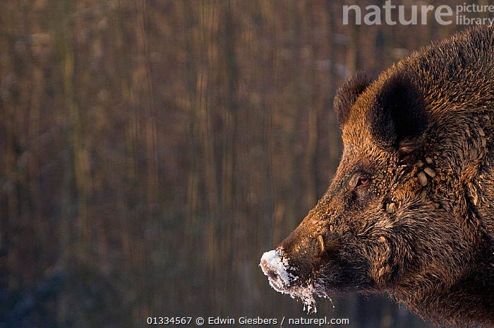Stock photo of Wild Boar (Sus scrofa) male in profile with snow on its ...