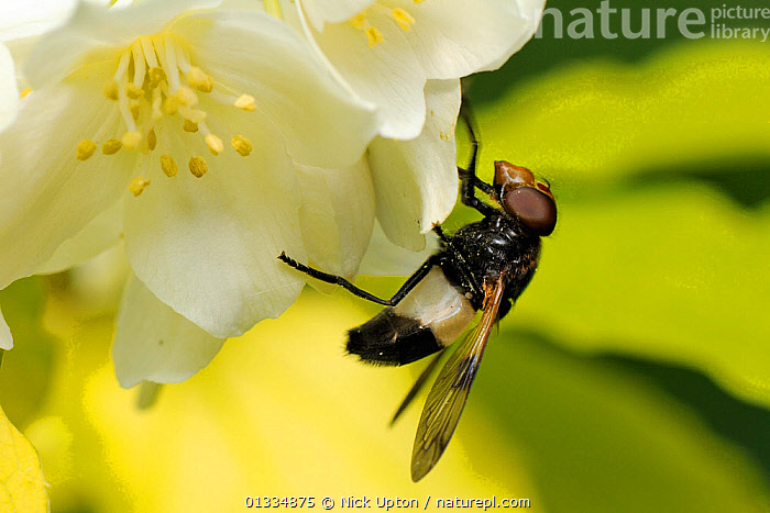 Stock photo of Male Great pied hoverfly (Volucella pellucens), a ...