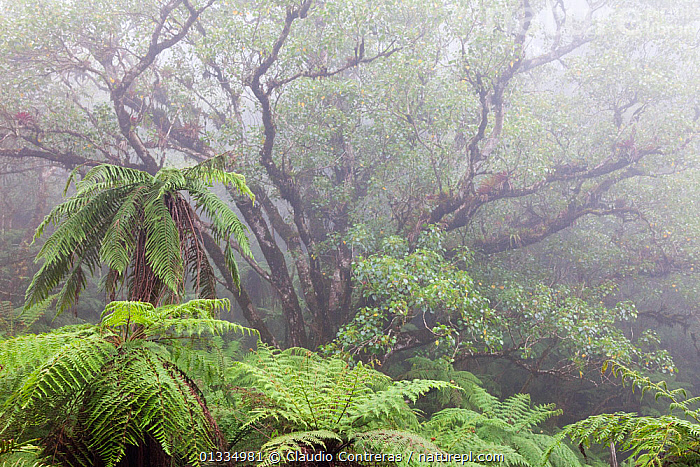 Stock photo of Cloud forest, Pic Macaya National Park, Massif de la ...
