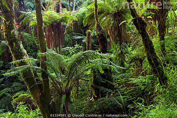 Stock photo of Cloud forest, Pic Macaya National Park, Massif de la ...