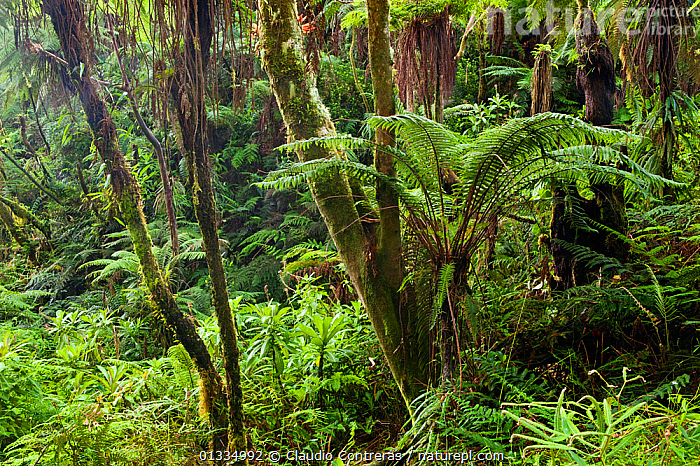 Stock photo of Cloud forest, Pic Macaya National Park, Massif de la ...