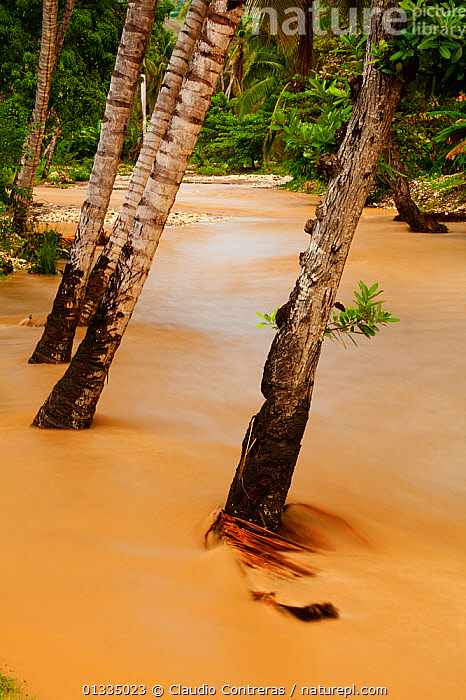 Stock photo of Fast flowing silted river flowing through deforested ...