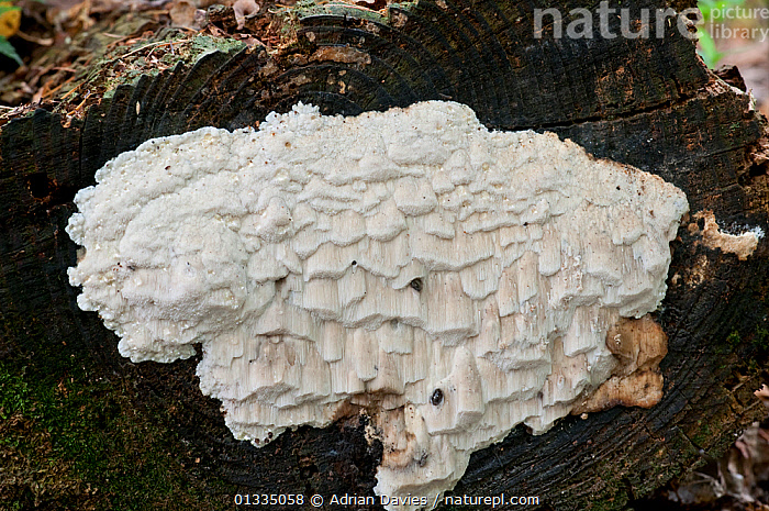 Stock photo of Fungus (Antrodia serialis) on wood, Surrey, England ...