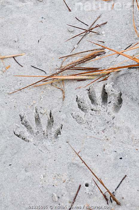 Stock photo of Footprints of Raccoon (Procyon lotor) in sand. Fort de ...