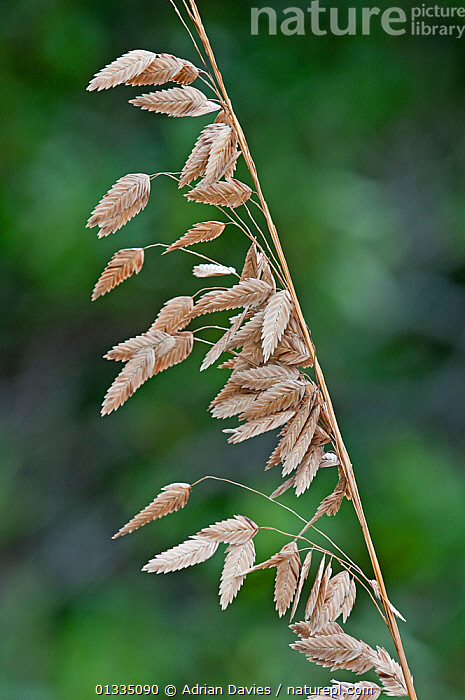 Stock photo of Sea oats (Uniola paniculata) Fort de Soto, Florida, USA ...