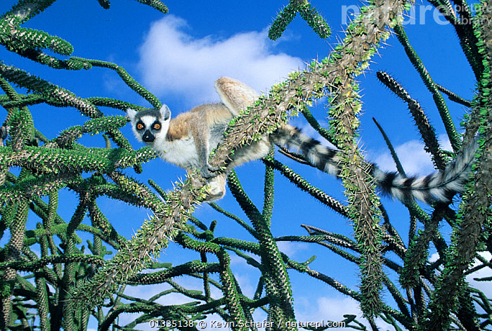 Stock photo of Ring-tailed Lemur (Lemur catta) climbing in "Spiny ...