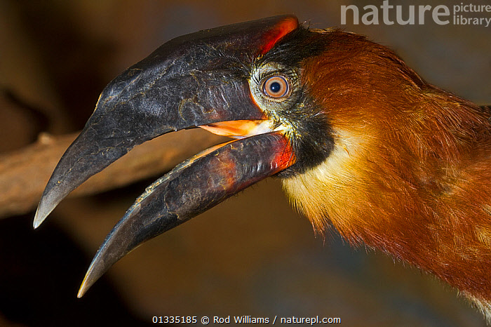 Stock photo of Juvenile Rufous Hornbill (Buceros hydrocorax) in profile ...