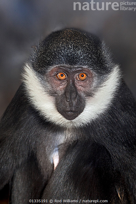 Stock photo of Portrait of L'Hoest's Monkey (Cercopithecus l'hoesti ...