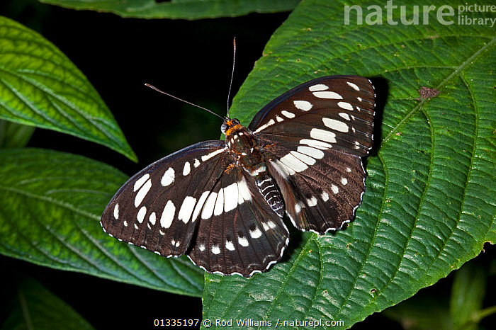 Stock photo of Common Sergeant Butterfly (Athyma perius) resting on a ...
