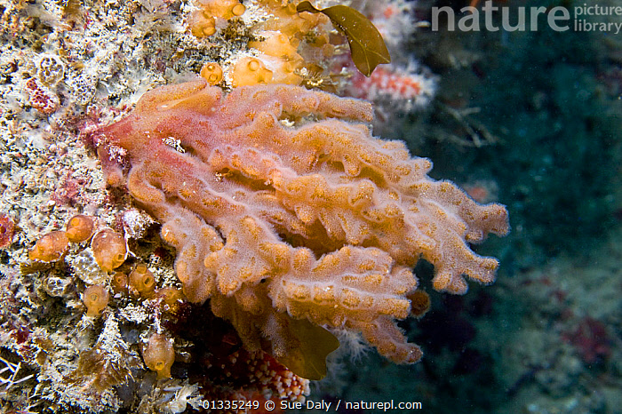 Stock photo of Finger Bryozoan / Sea Mat (Alcyonidium diaphanum ...