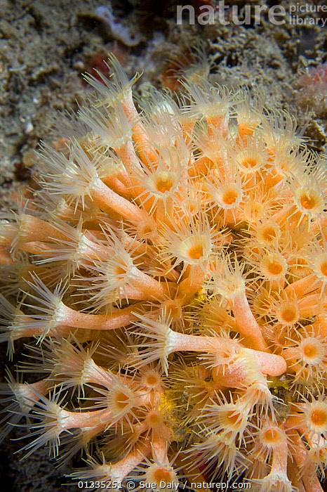 Stock photo of Colonial / Yellow Encrusting Anemone (Parazoanthus ...