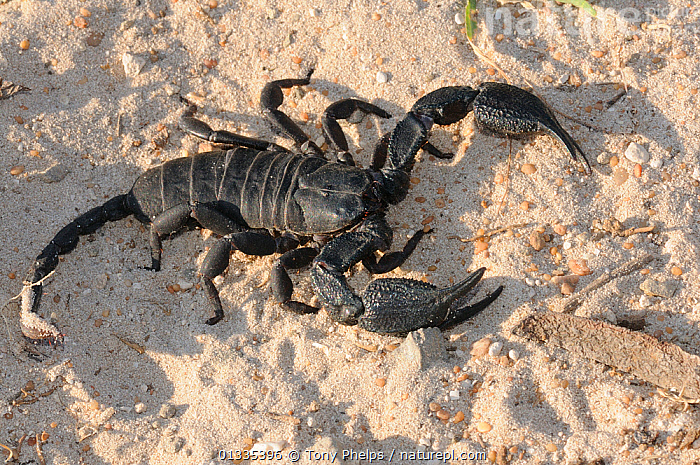 Stock photo of Black Rock Scorpion (Opisthacanthus capensis). De Hoop ...