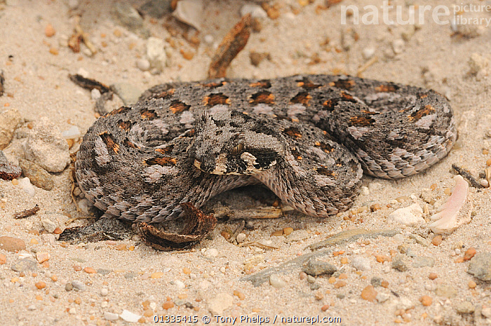 Stock photo of Southern Dwarf Adder (Bitis armata) immature female. De ...