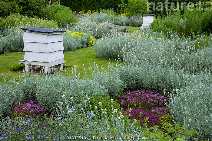 Stock photo of Bee Hive in herb garden with flowering plants, Norfolk ...