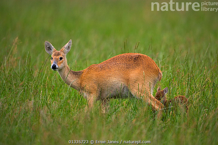 Female Chinese Water Deer