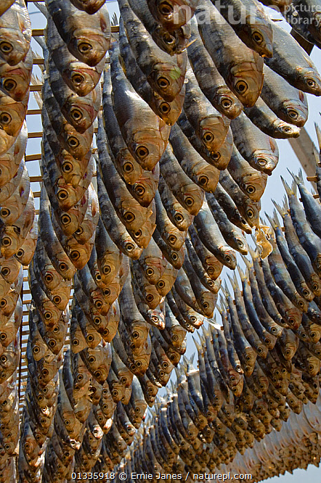 Stock photo of Fish drying in the sun, Cha-Am, Southern Thailand ...