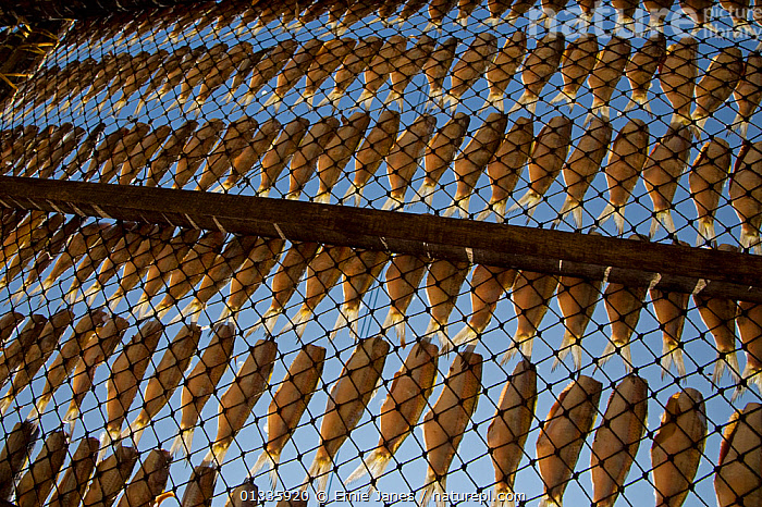 Stock photo of Fish drying in the sun, Cha-Am, Southern Thailand ...