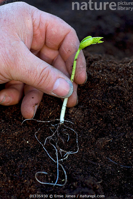 Stock photo of Dwarf runner bean (Phaseolus sp) seedling, ready to be ...