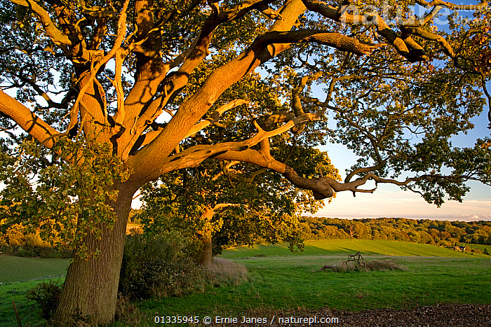 Stock photo of Oak tree in Ashridge Estate, Hertfordshire, UK ...