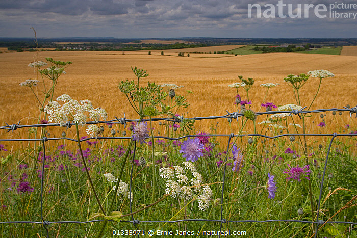 Stock photo of Edge of farmland with border of wildflowers, Norfolk, UK ...