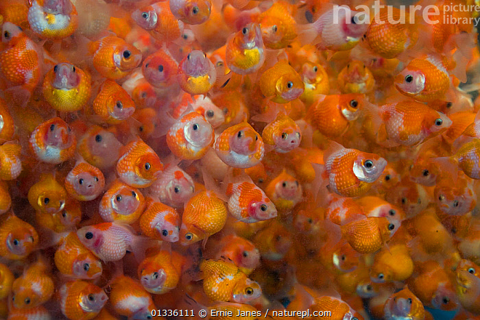 Stock photo of Goldfish (Carassius auratus) for sale in fish market ...