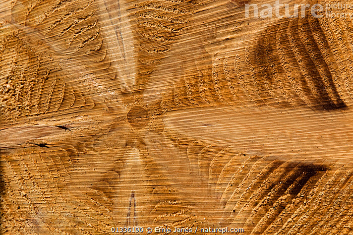 Stock photo of Growth rings and branches in cross section of Norway spruce (Picea abies ...