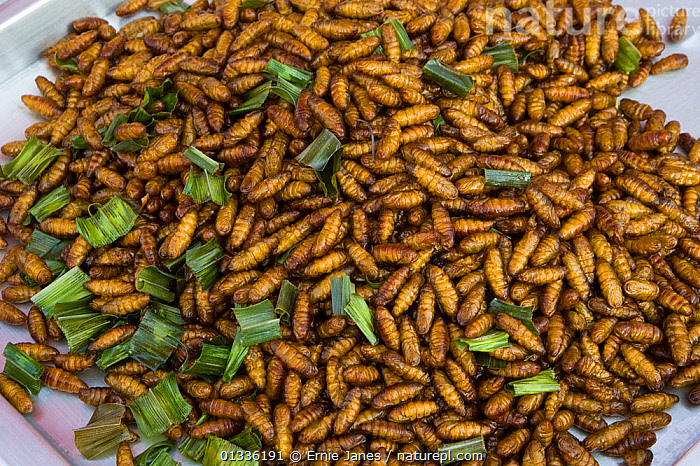 Stock photo of Edible grubs for sale at Bangkok Street Market, Bangkok ...