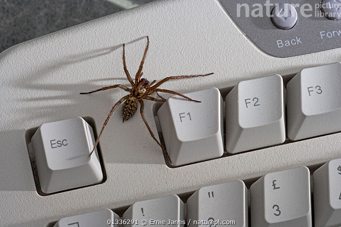 Stock photo of House spider (Tegenaria domestica) on computer keyboard ...