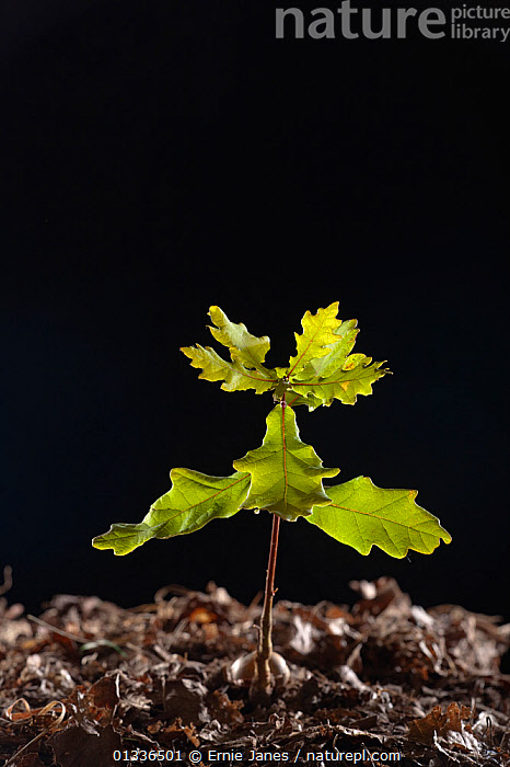 Stock photo of Seedling English oak tree (Quercus robur), UK. Available ...