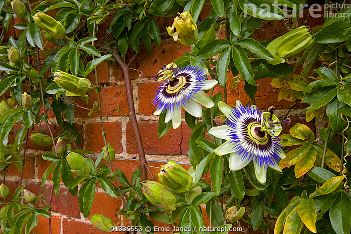 Stock photo of Passion flowers (Passiflora sp) and buds on garden wall ...