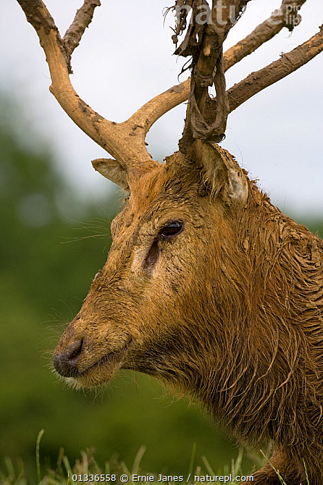 Stock photo of Pere David's Deer (Elaphurus davidianus) shedding velvet ...