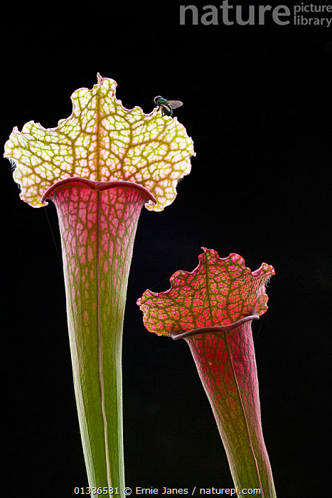 Stock photo of Northern pitcher plant (Sarracenia purpurea) with fly on ...