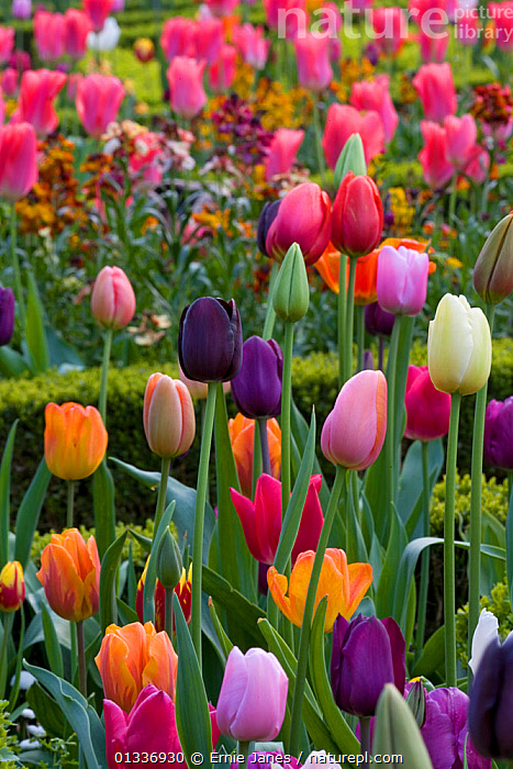 Stock photo of Tulips (Tulipa sp) and Wallflowers flowering in Ashridge ...