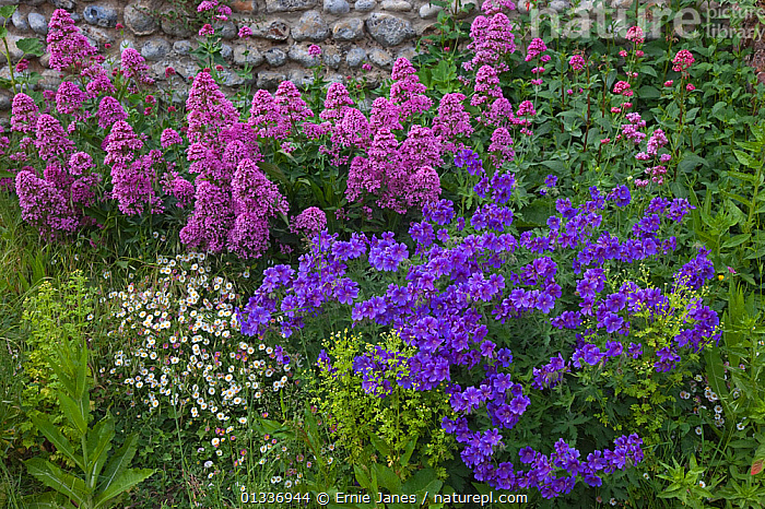 Stock photo of Roadside flower border in cottage garden with flowering ...