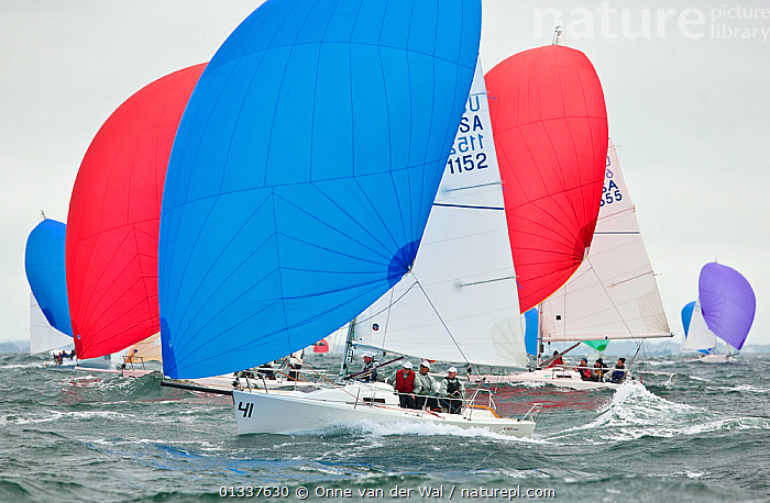 Stock photo of Fleet racing under spinnaker in the J80 World ...