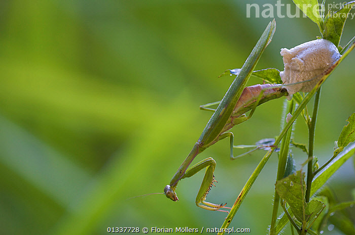 Stock photo of Praying mantis (Mantidae) female producing ootheca (eggs ...