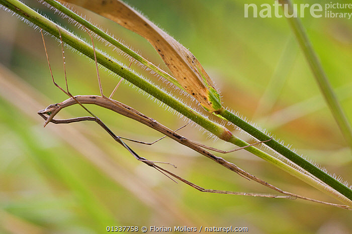 Stock photo of Mating stick insects (Phasmida) in high grass. Budongo ...