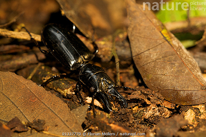 Stock photo of Large black ground beetle (Broscinae, possibly Ochryopus ...