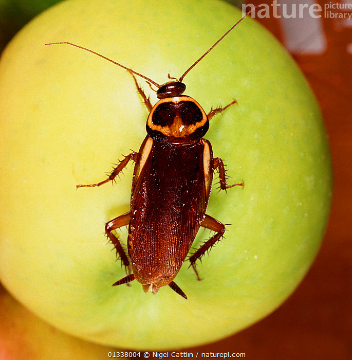 Periplaneta Australasiae