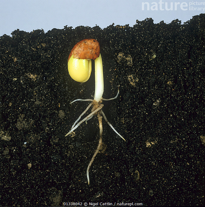 Stock photo of Bean seed germinating, showing root development ...