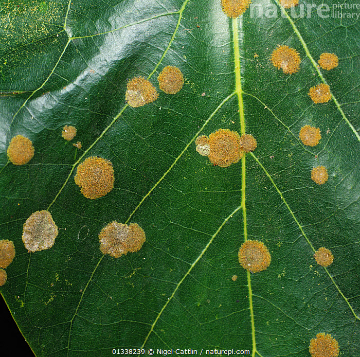 Stock photo of Algal Spot (Cephaleuros virescens) caused by a ...
