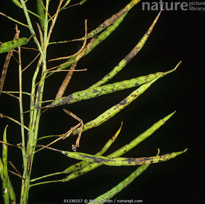 Stock photo of Leaf and Pod Spot (Alternaria brassicae) lesions on ...