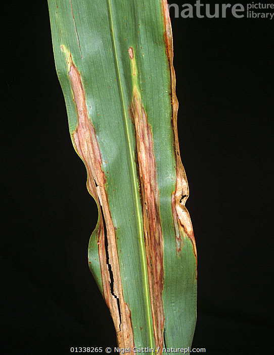 Stock photo of Northern Leaf Blight (Helminthosporium turcicum) lesion ...