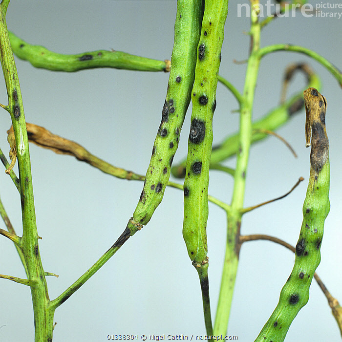 Stock photo of Leaf and pod spot (Alternaria brassicae) lesions on ...