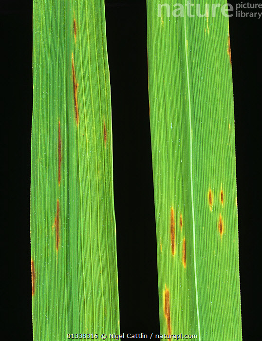 Stock photo of Narrow Brown Spot (Cercospora oryzae) lesions on Rice ...