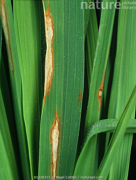Stock photo of Rice Blast (Pyricularia grisea) lesions on Rice leaves ...