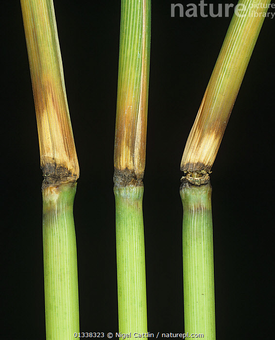 Stock photo of Rice Blast (Pyricularia grisea) infected nodes on Rice ...