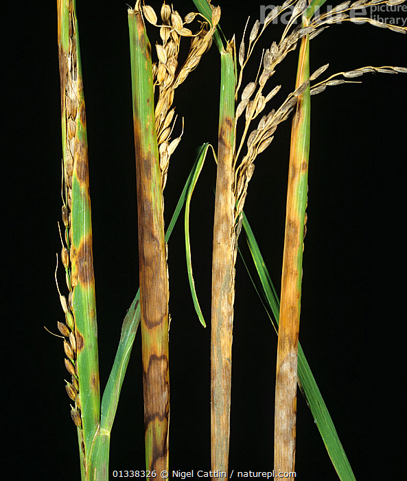 Stock photo of Sheath Rot (Sarocladium oryzae) lesions and necrosis on ...